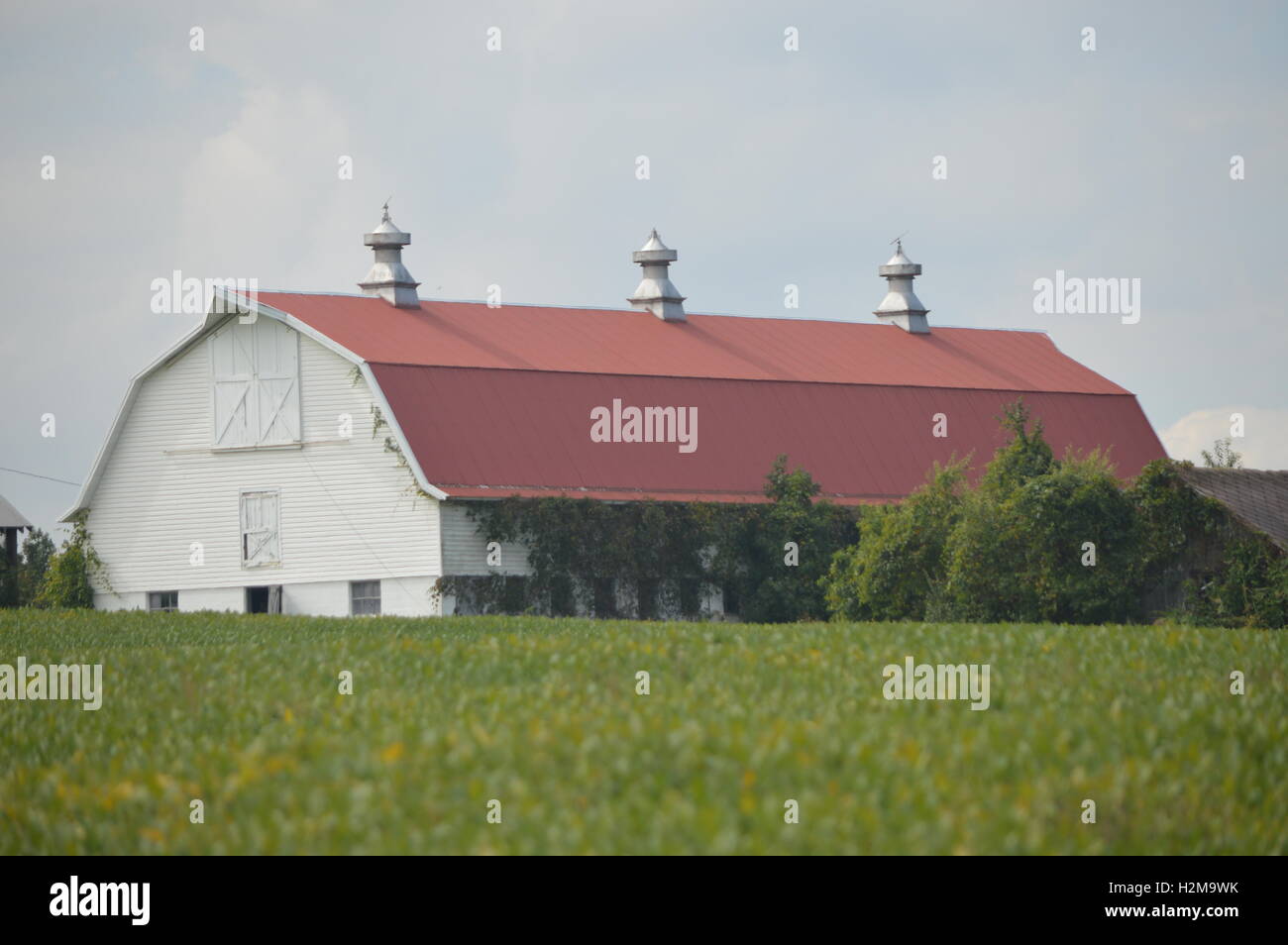A large, white, red-roofed barn rises in a bean field in Chesapeake ...