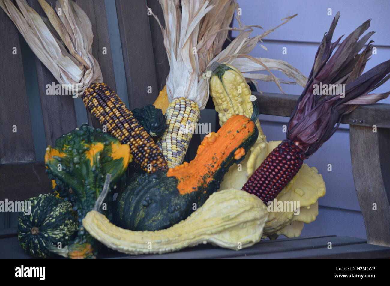 A colorful fall display featuring Indian corn and gourds at a ...