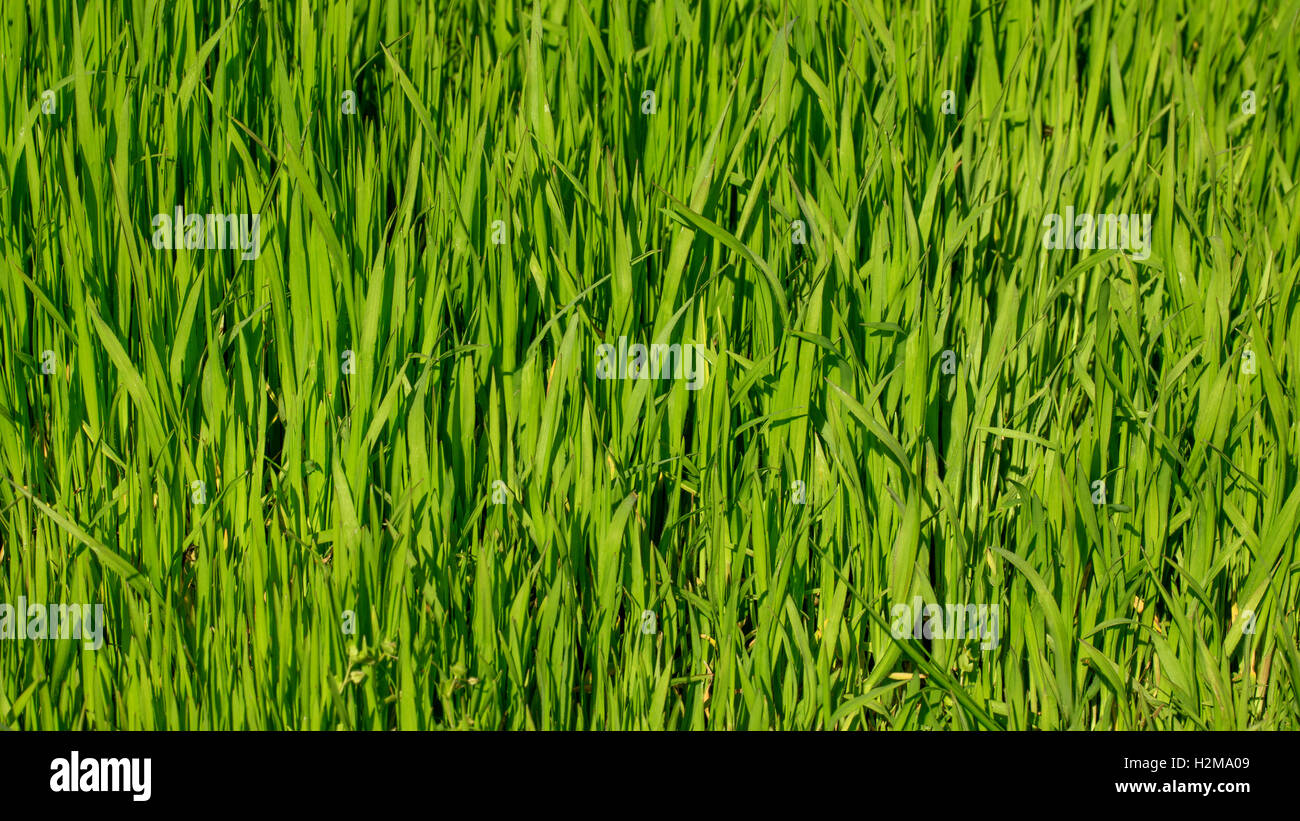 Grassland texture hi-res stock photography and images - Alamy