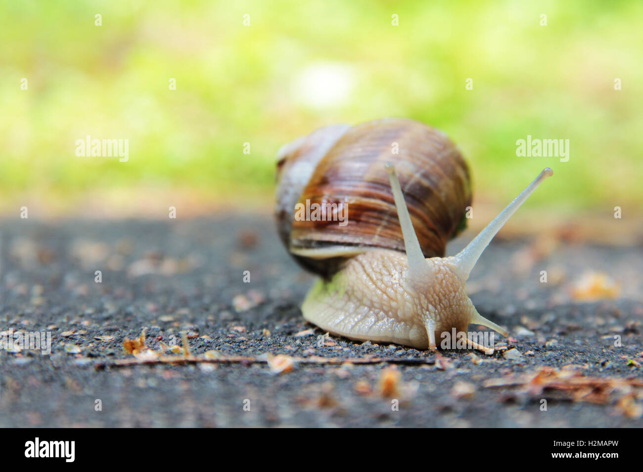 Snail on the road Stock Photo - Alamy