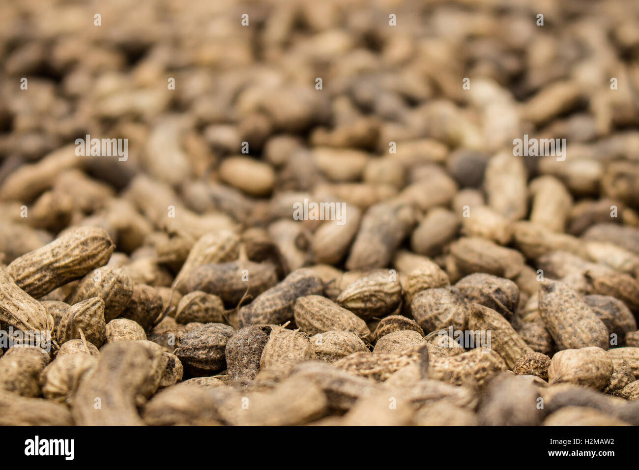 Close-up of freshly harvested peanuts dry in Liberia Stock Photo - Alamy