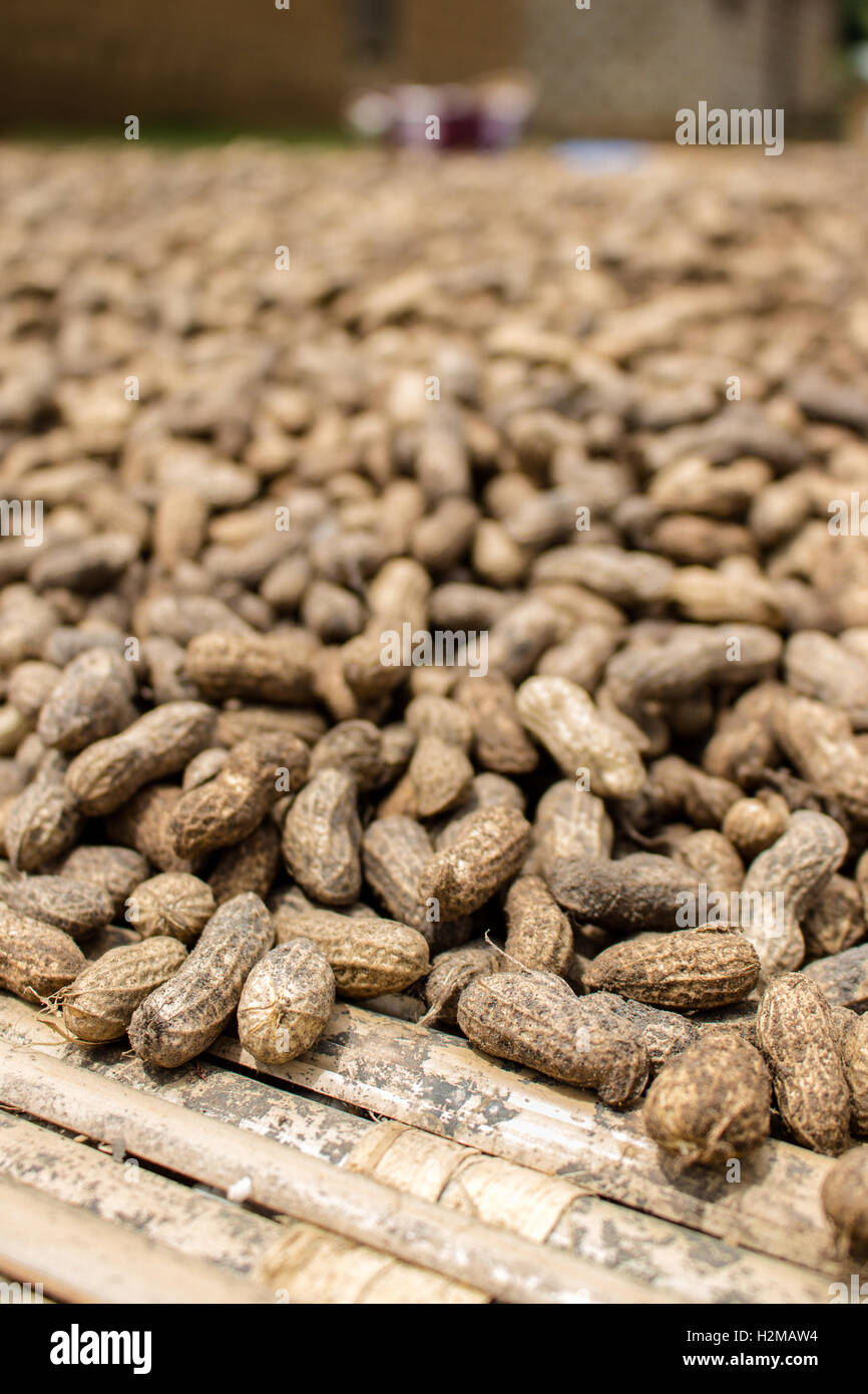 Groundnut harvest hi-res stock photography and images - Alamy