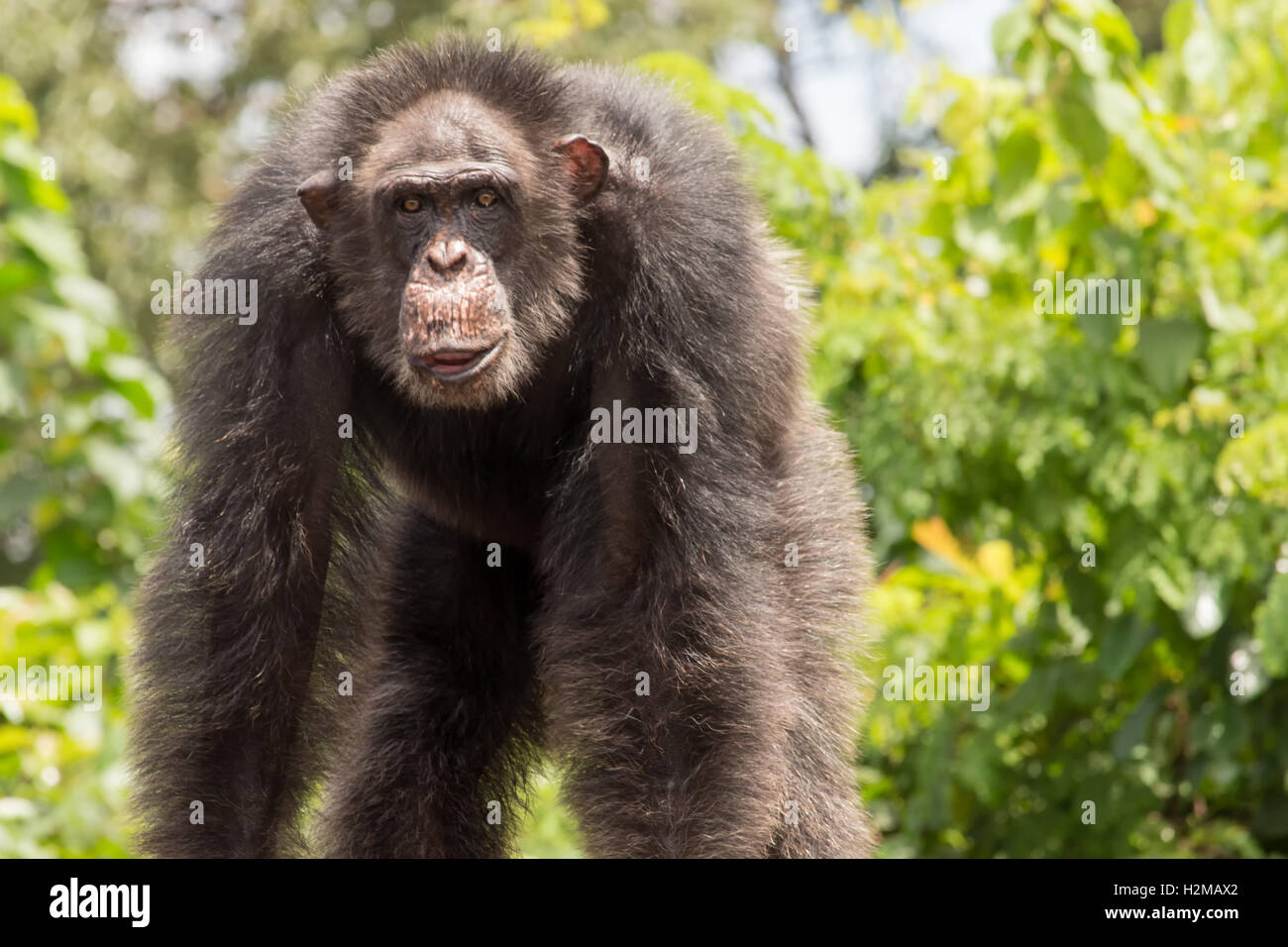 A large, old chimpanzee stands on Monkey Island in Liberia Stock Photo ...
