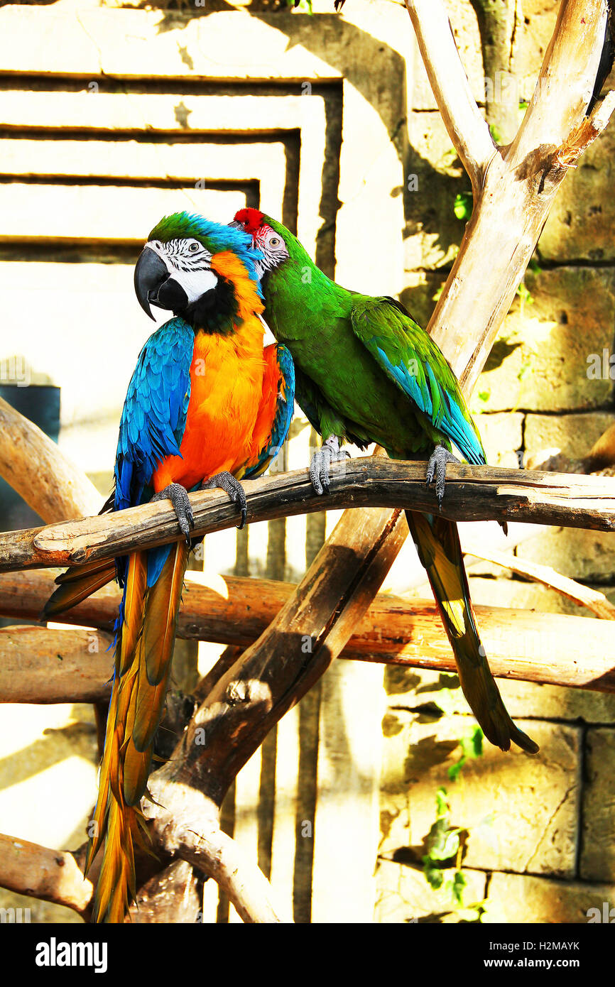 Colorful couple parrots sitting and cleaning like kissing each other ...