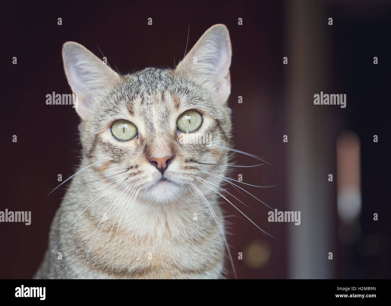 beautiful tabby kitten Stock Photo - Alamy