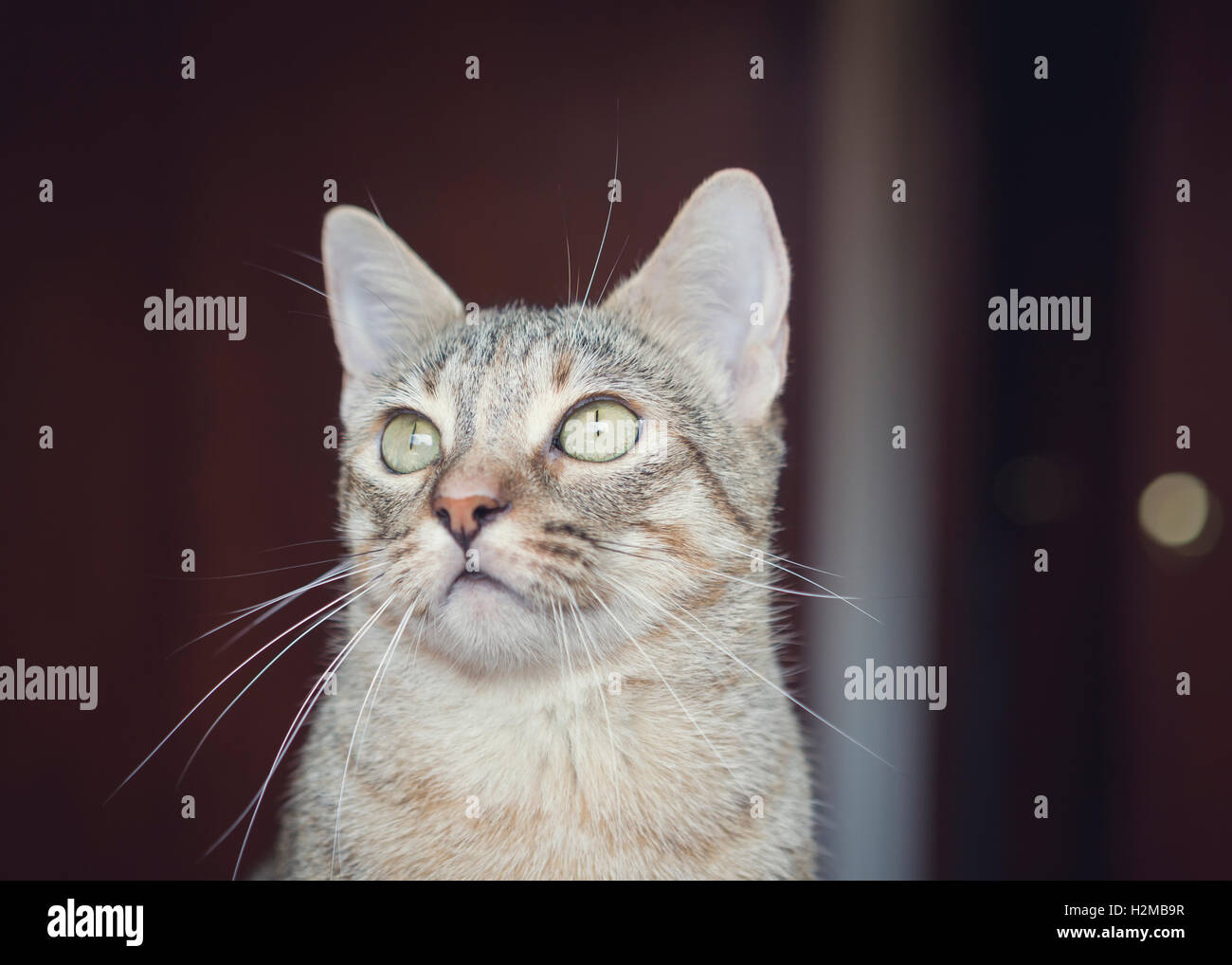 beautiful tabby kitten Stock Photo - Alamy