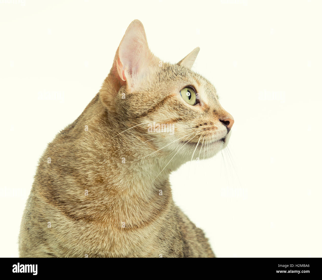 beautiful tabby kitten Stock Photo - Alamy