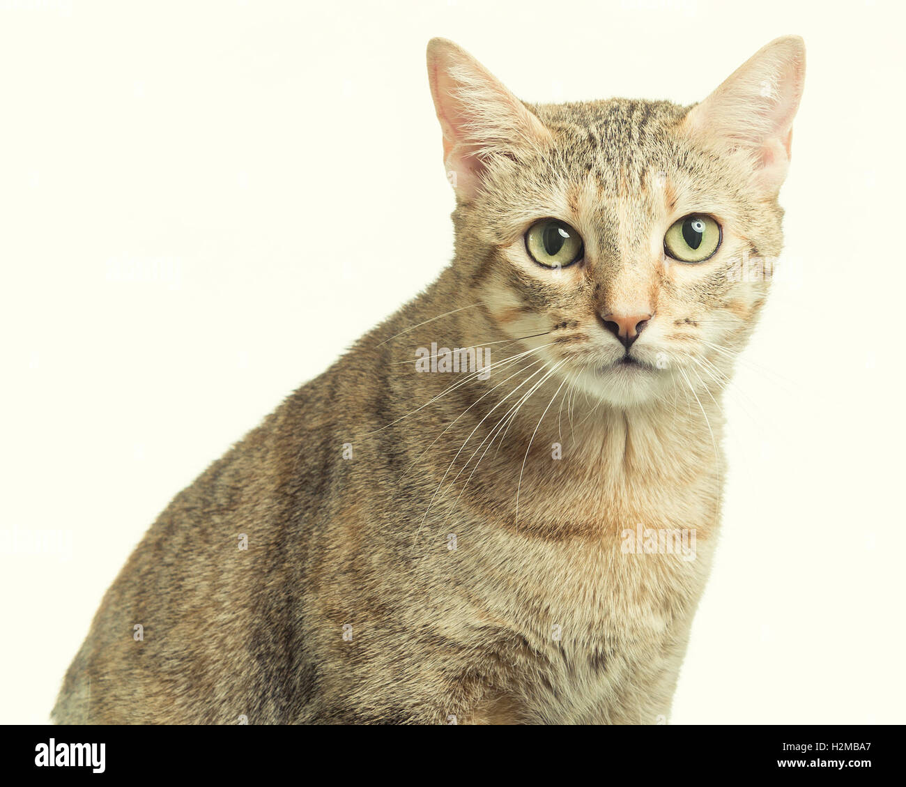 beautiful tabby kitten Stock Photo - Alamy