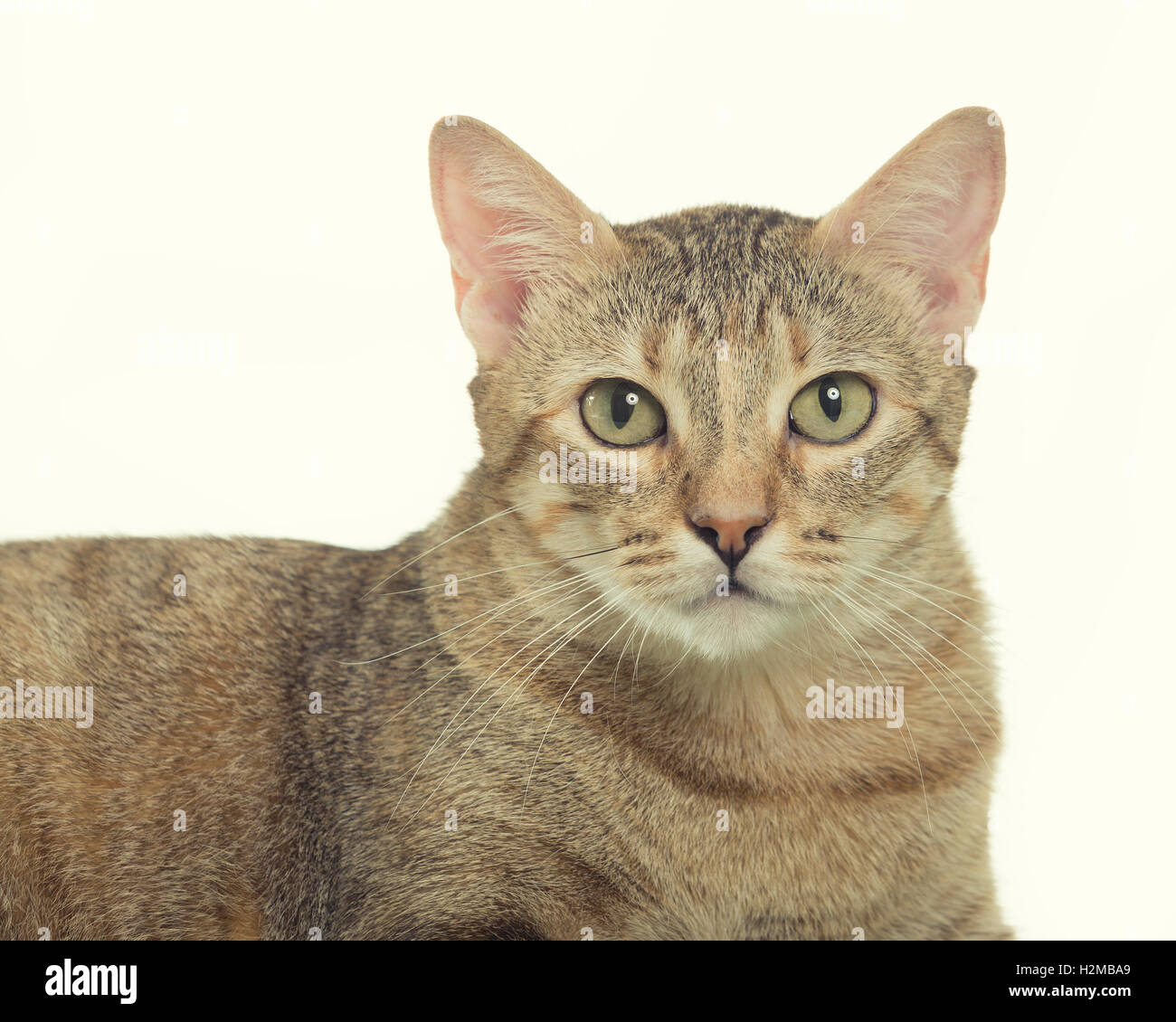 beautiful tabby kitten Stock Photo - Alamy