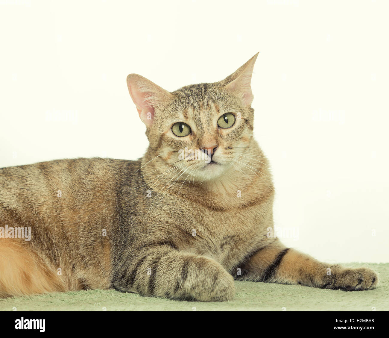 beautiful tabby kitten Stock Photo - Alamy