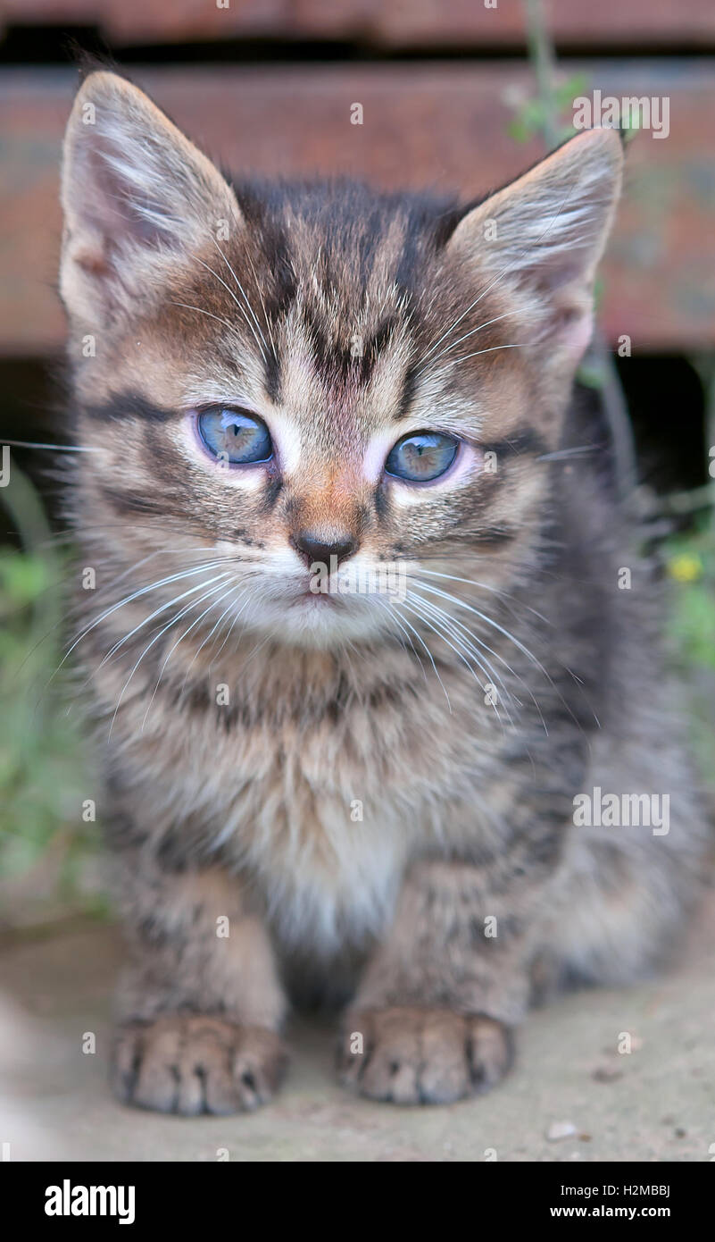 Deep blue eyes hi-res stock photography and images - Alamy