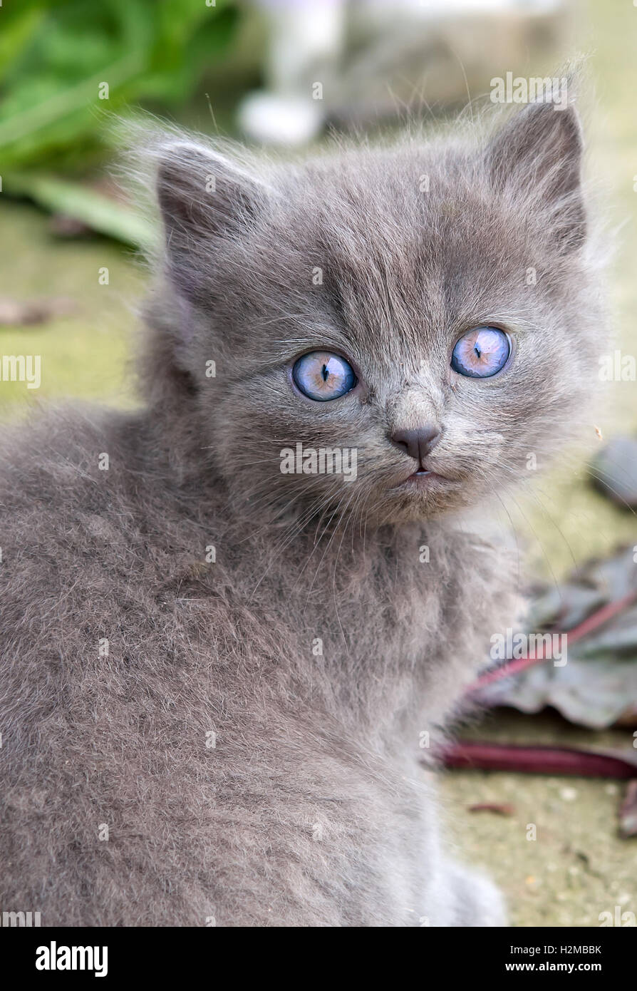 cat with deep blue eyes Stock Photo - Alamy