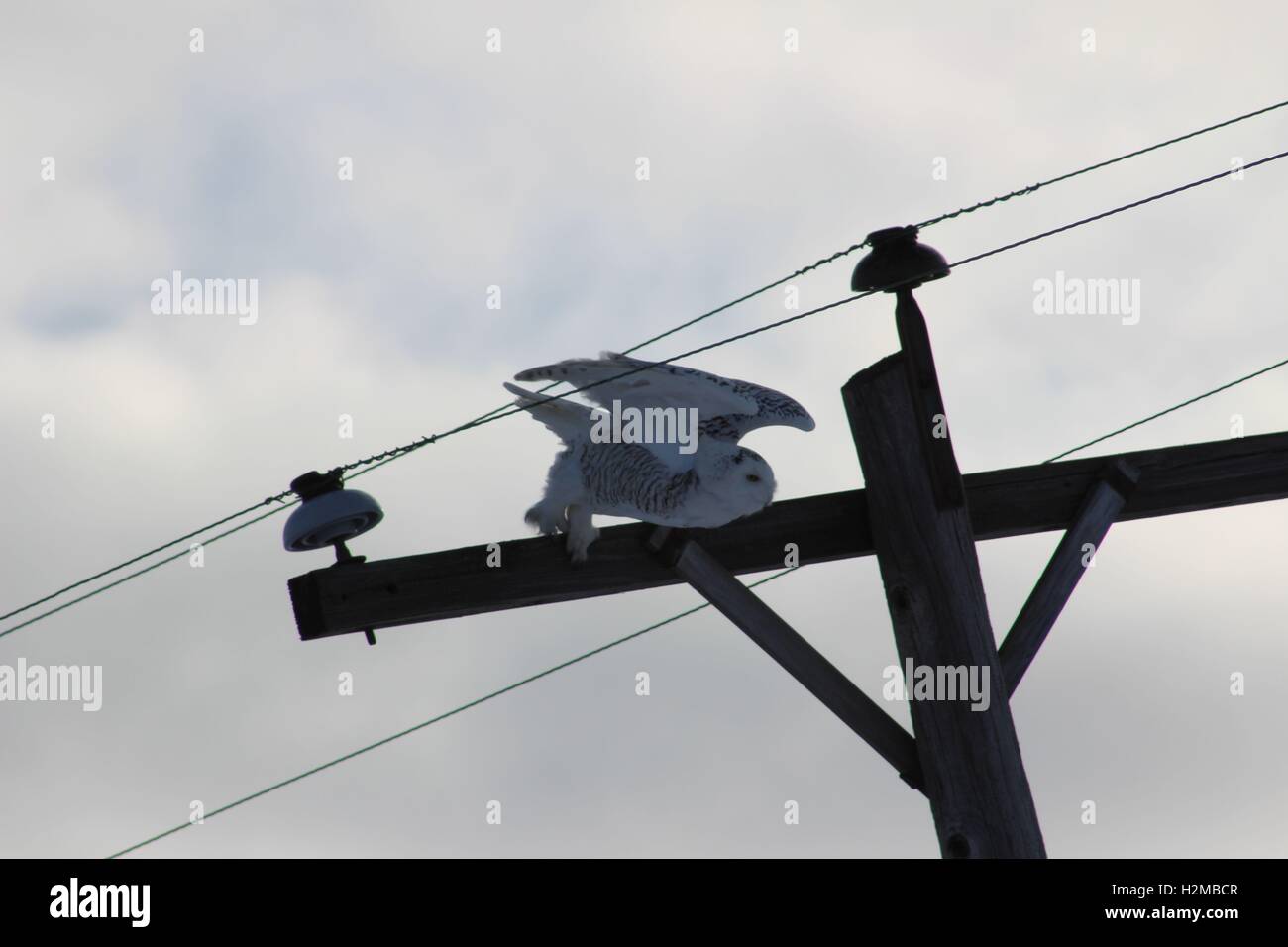 Swooping hi-res stock photography and images - Alamy