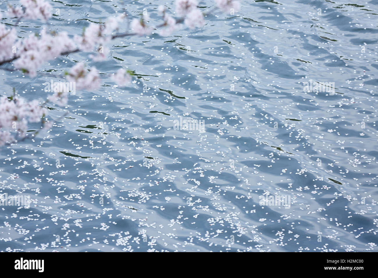 Cherry blossoms floating on water hi-res stock photography and images ...