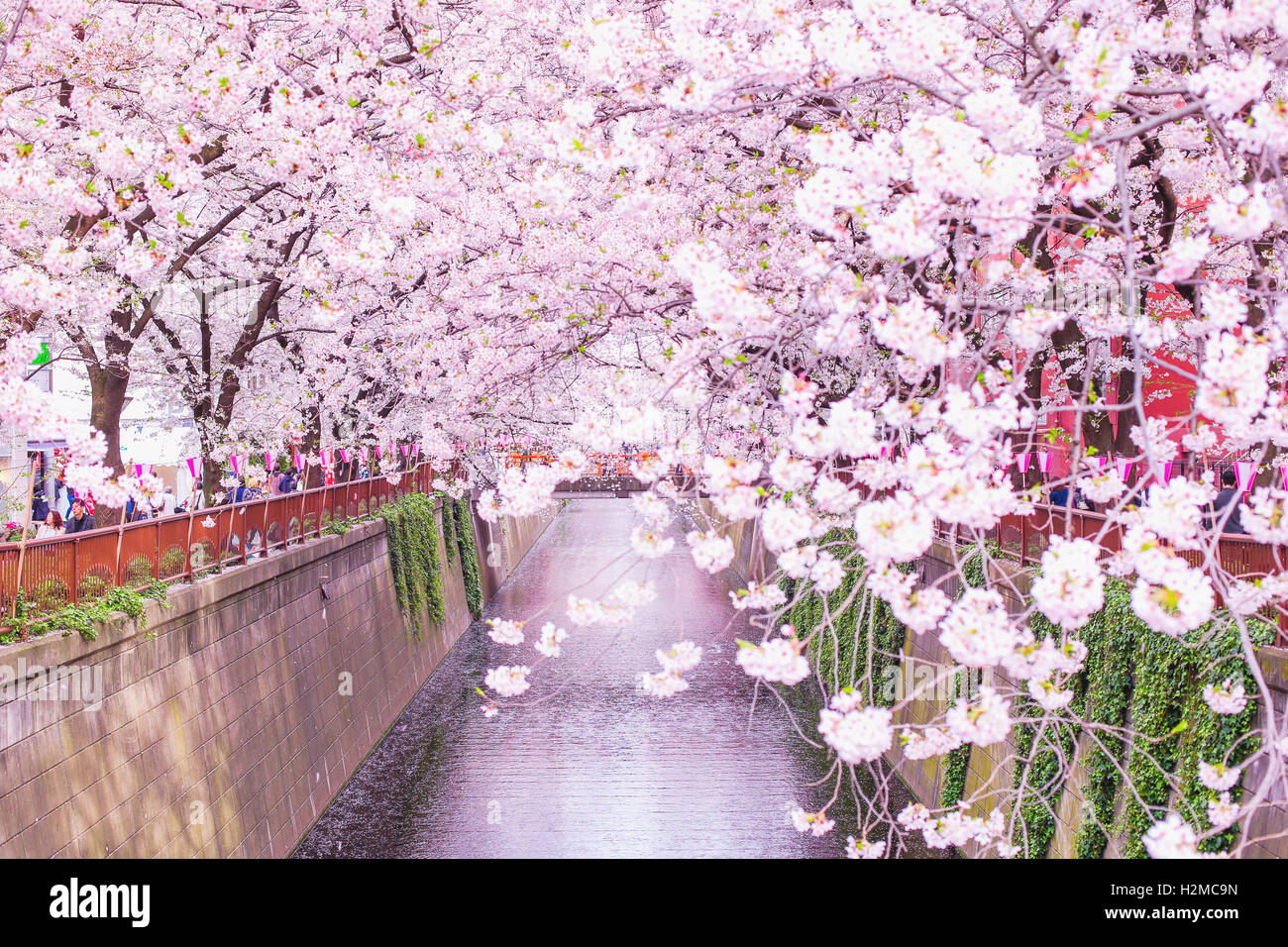 Cherry blossoms and river hi-res stock photography and images - Alamy