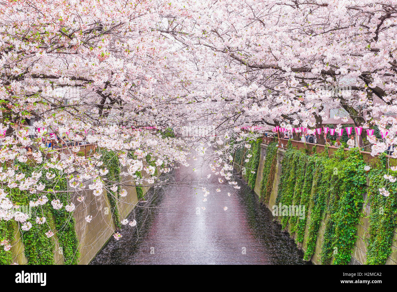 Cherry blossoms at Meguro river, Tokyo, Japan Stock Photo - Alamy