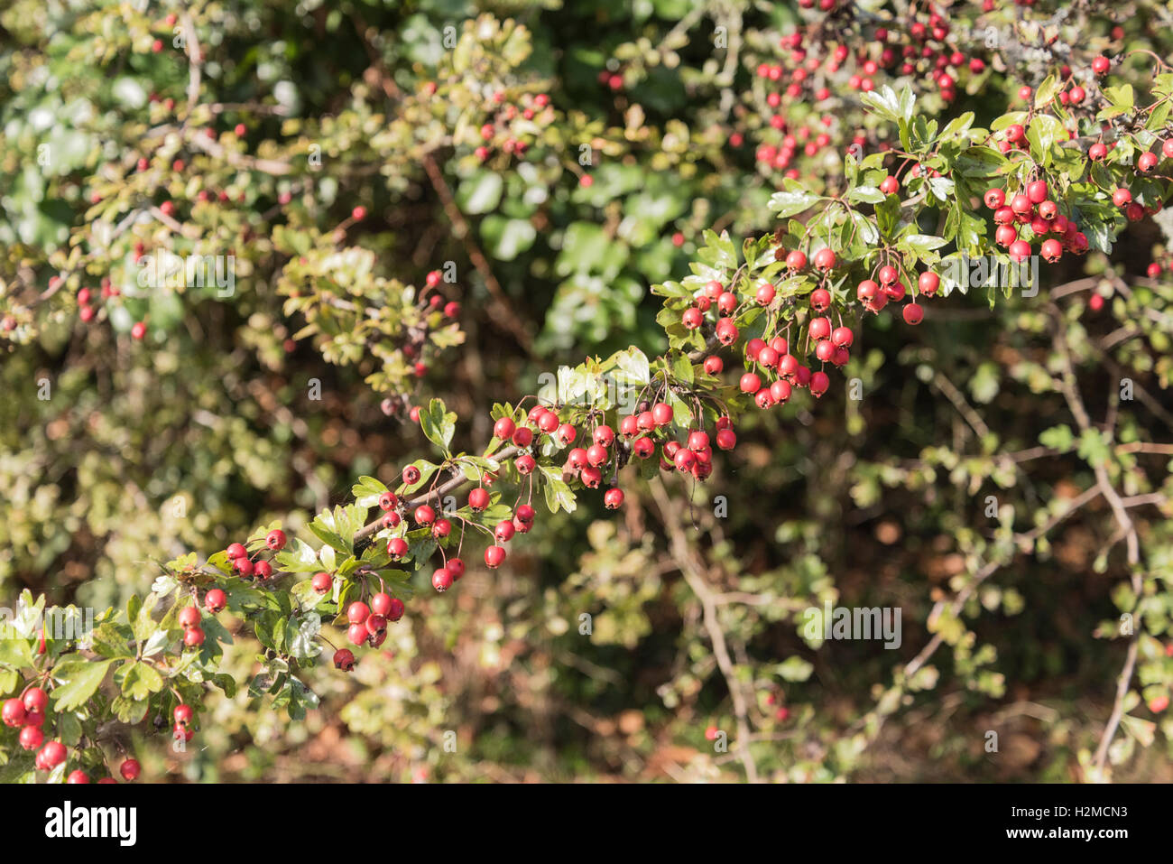 The haws or berries of the Hawthorn tree Stock Photo - Alamy