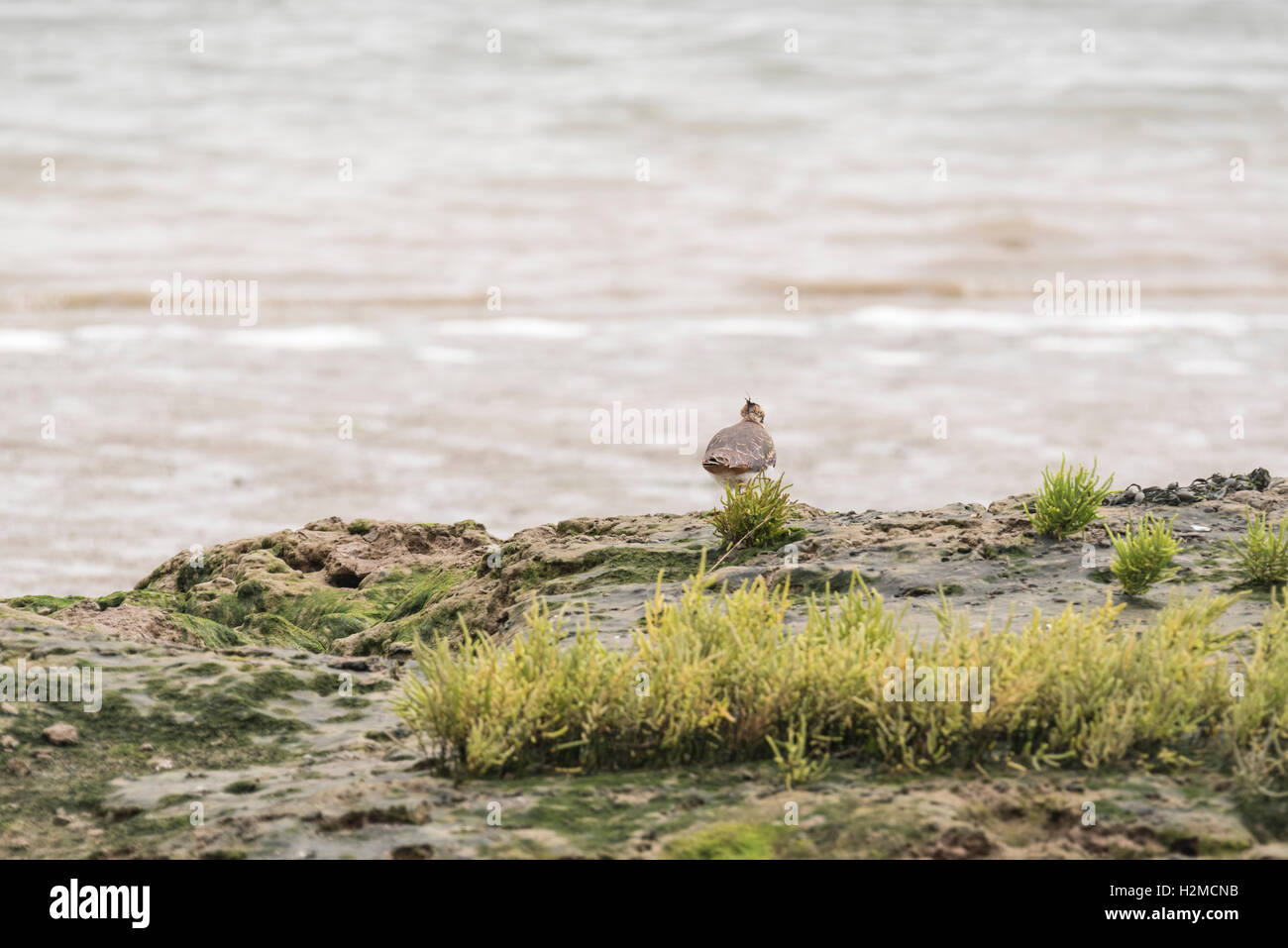 Dorsal edge hi-res stock photography and images - Alamy