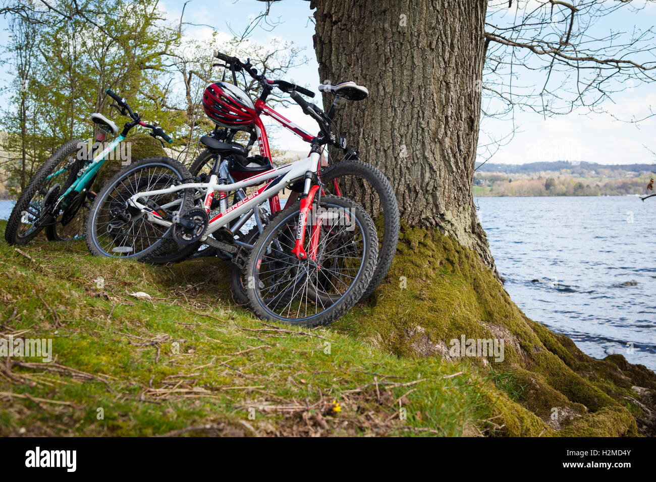 A pile of bikes leaning against a tree on the west shore of lake ...