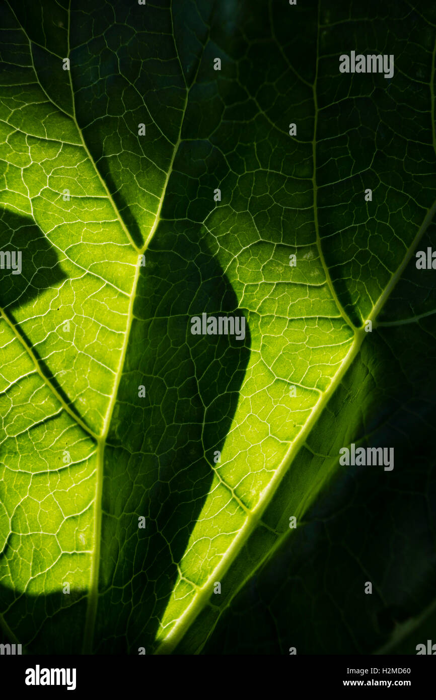 Close up of a large leaf glowing with backlit sunlight and showing ...