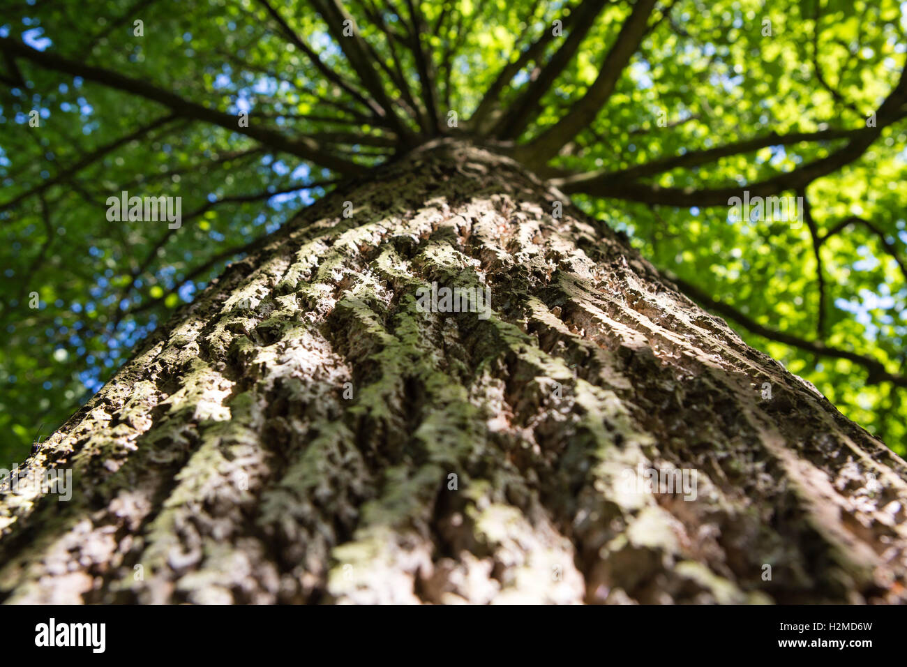 Looking up large trunk to canopy of leaves hi-res stock photography and ...