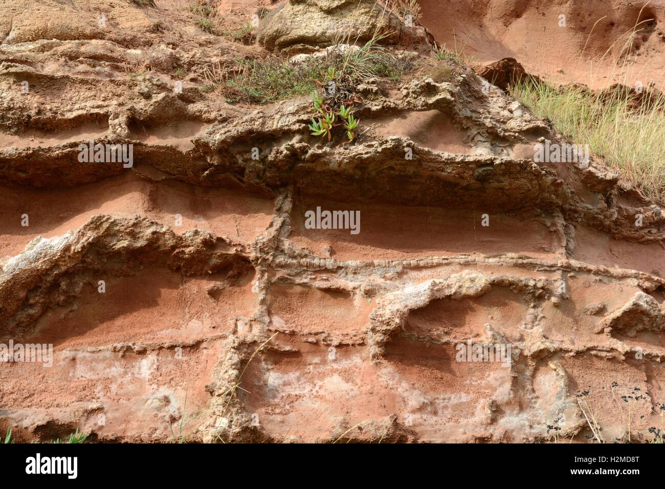 Fossil roots Budleigh Salterton Devon England Stock Photo - Alamy