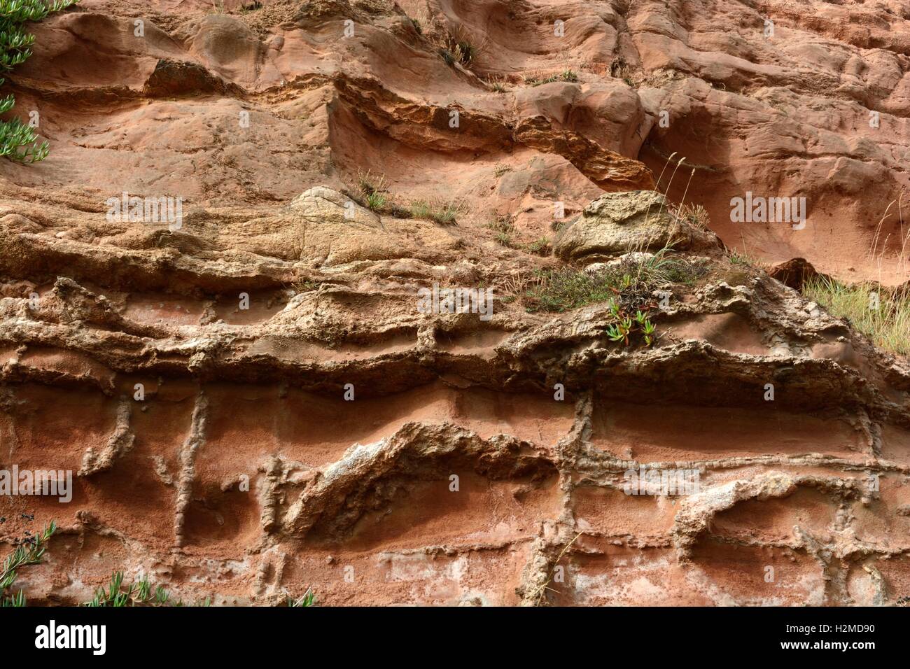 Fossil devon hi-res stock photography and images - Alamy