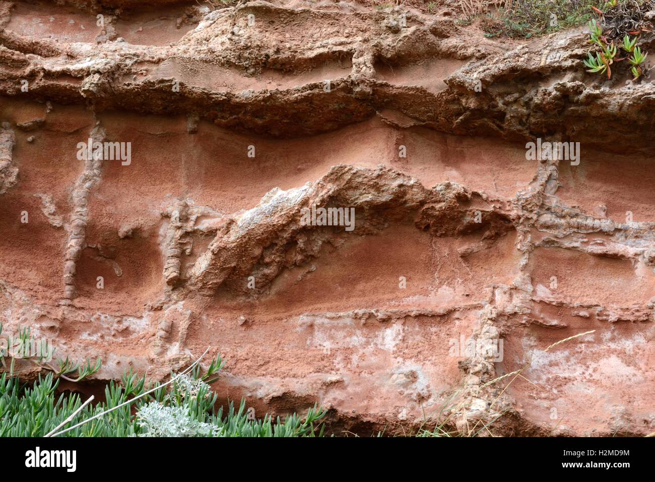 Fossil roots Budleigh Salterton Devon England Stock Photo - Alamy