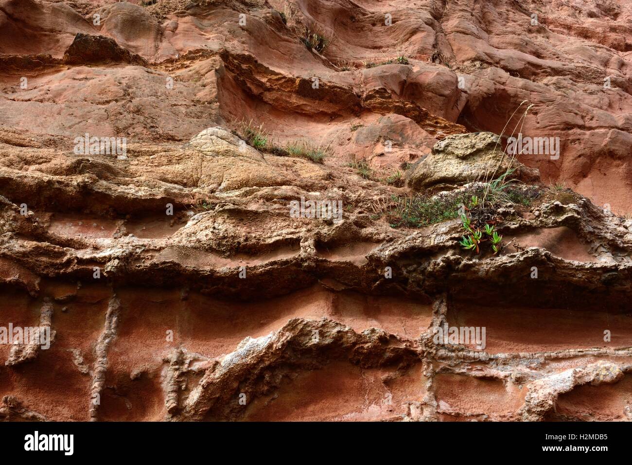 Fossil roots Budleigh Salterton Devon England Stock Photo - Alamy