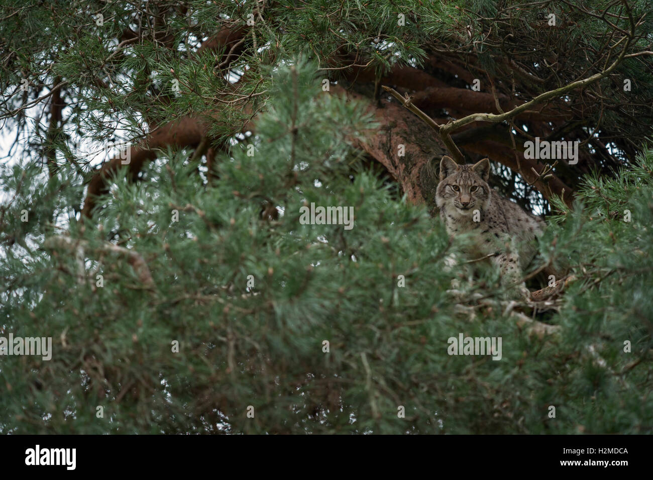 Lynx camouflage hi-res stock photography and images - Alamy