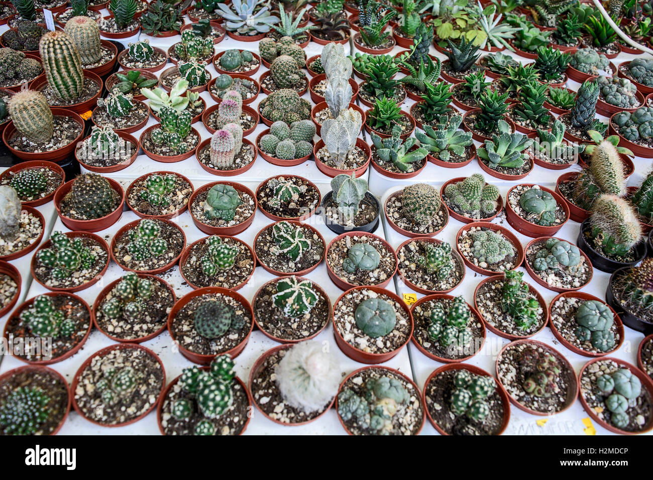 Selling exhibition of various mini cactus Stock Photo - Alamy