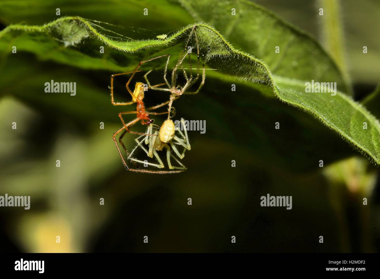 Catch spiders hi-res stock photography and images - Alamy