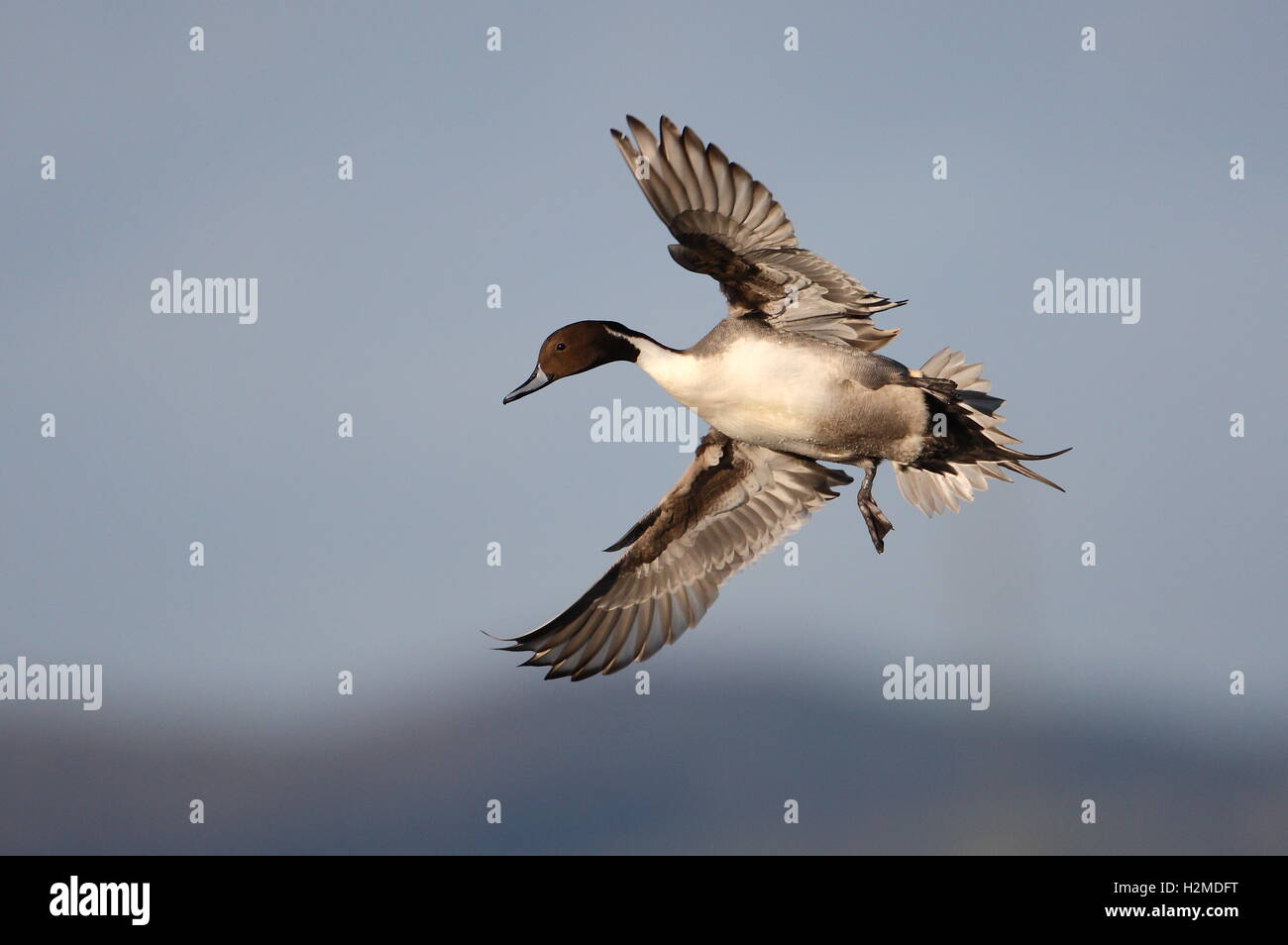 Pintail Landing High Resolution Stock Photography and Images - Alamy