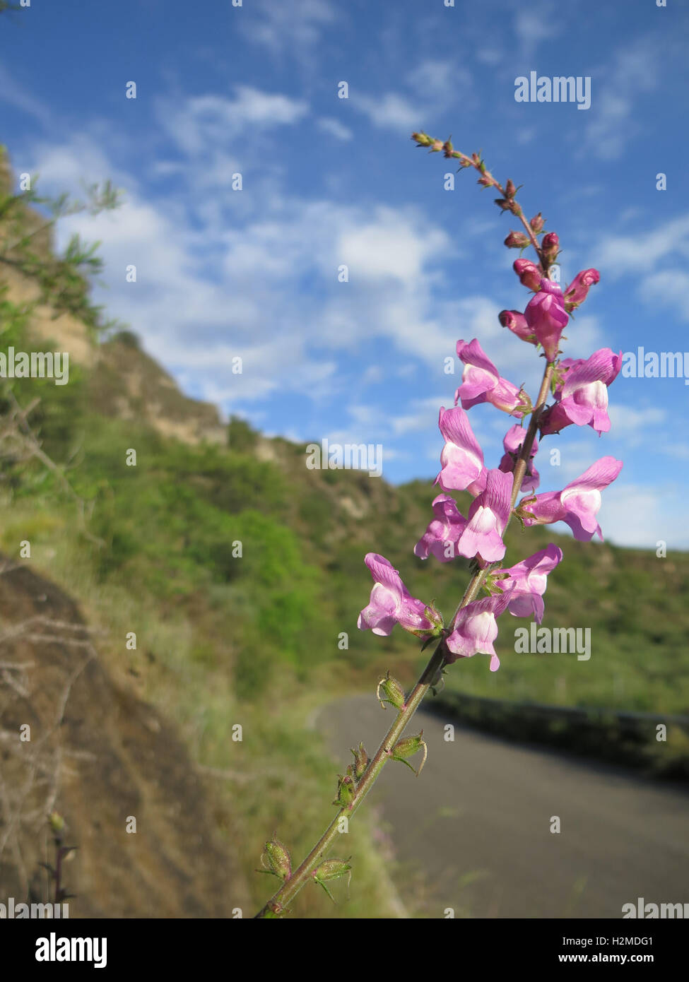 Single Common pink wild snapdragon in countryside Stock Photo - Alamy