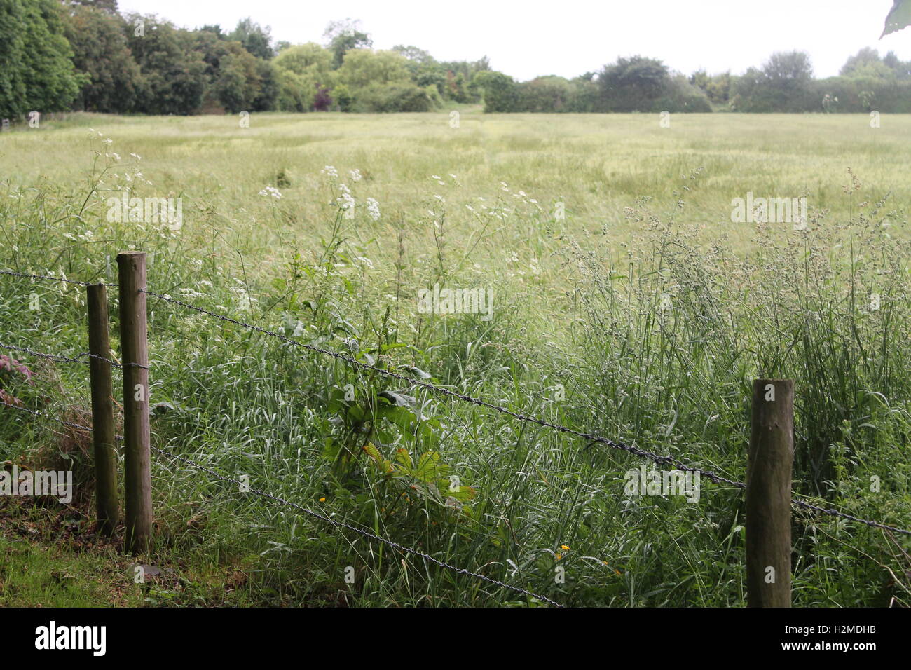 Pretty barbed wire hi-res stock photography and images - Alamy