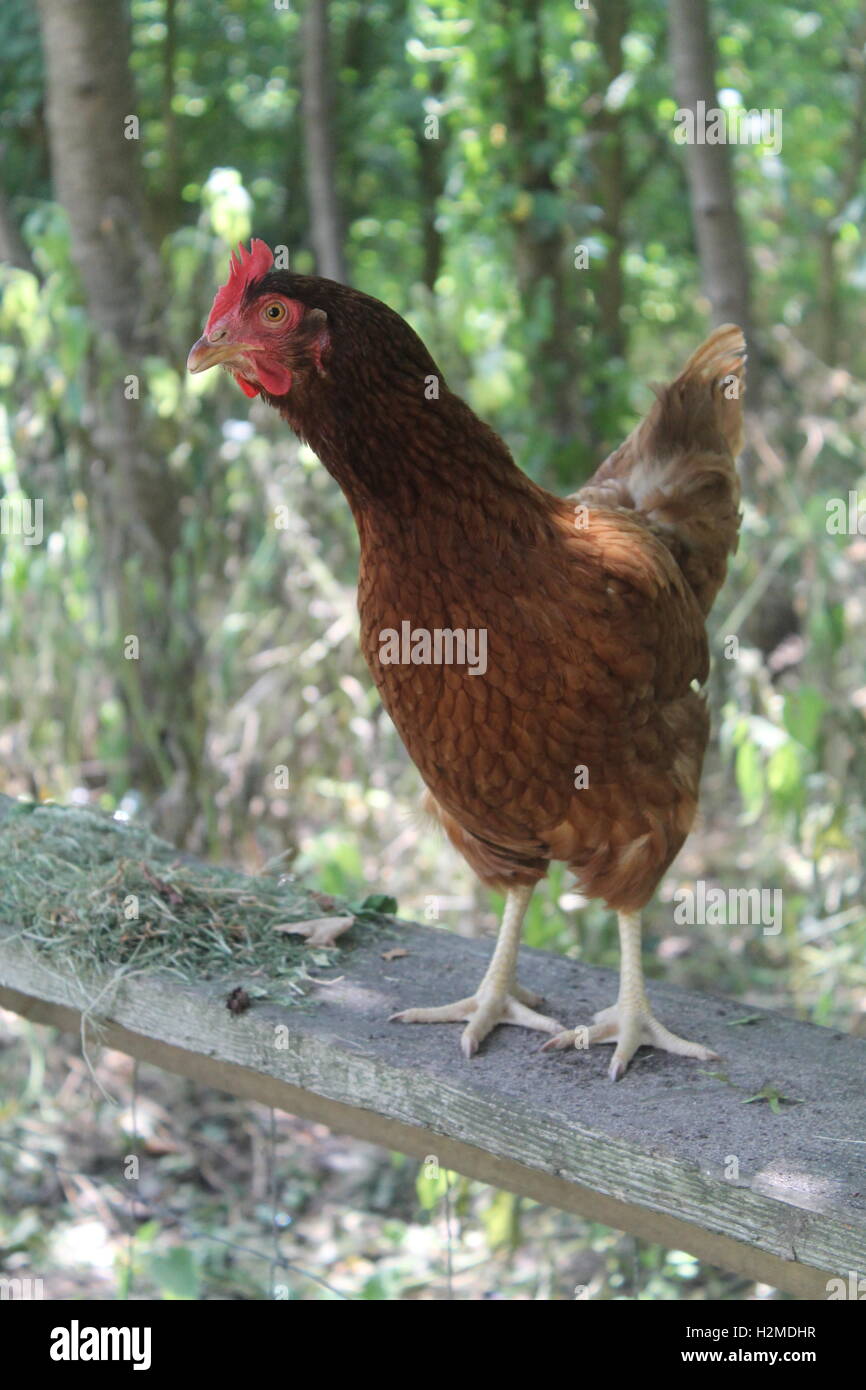 Rhode island red chicken eggs hi-res stock photography and images - Alamy