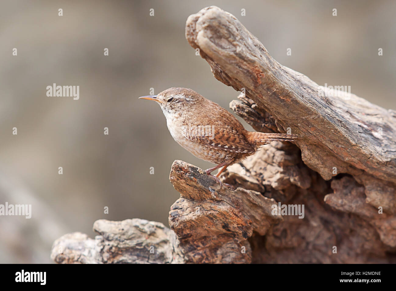 Wren photograph hi-res stock photography and images - Alamy