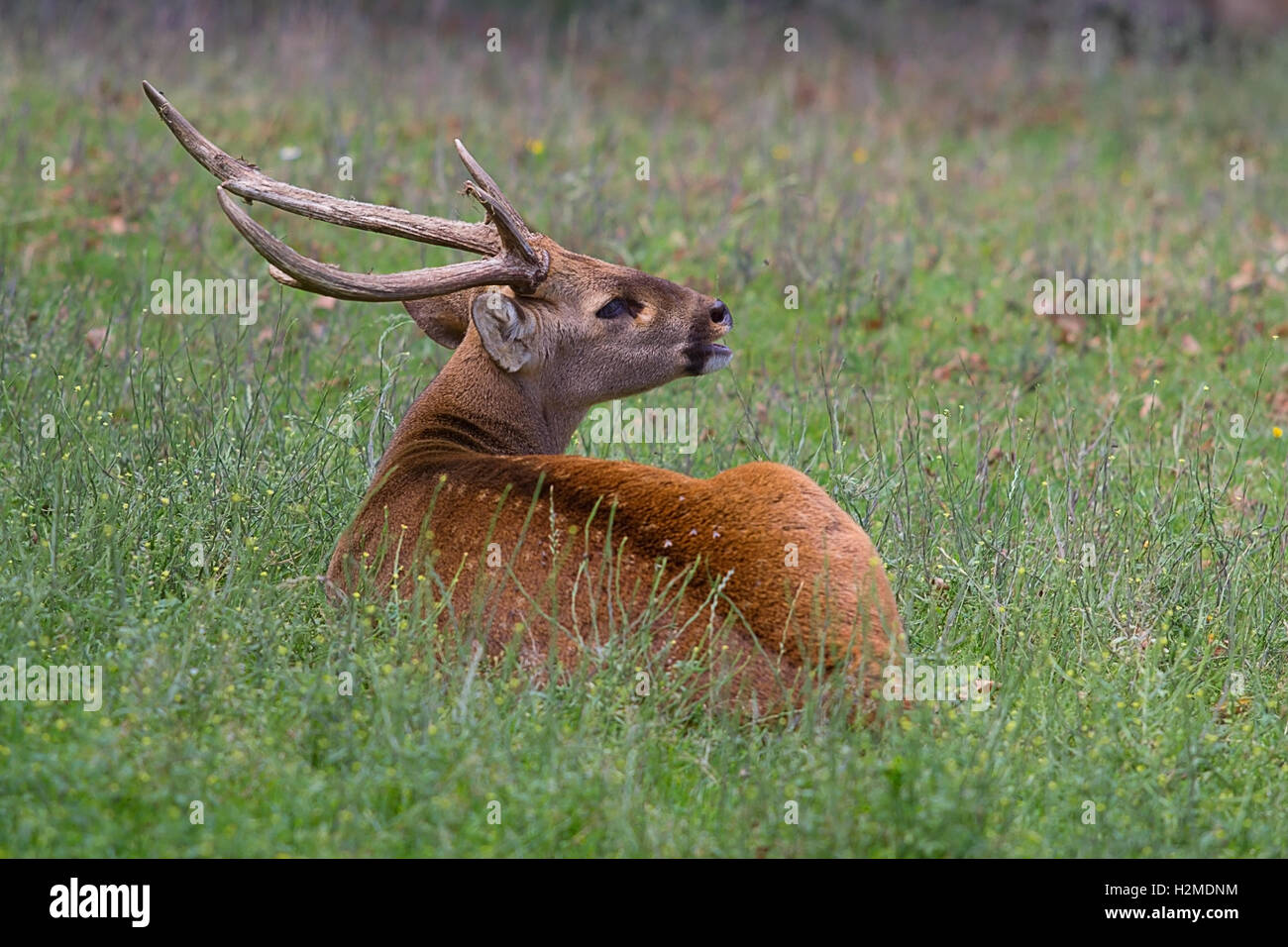 Photo of a stag resting in green grass Stock Photo - Alamy