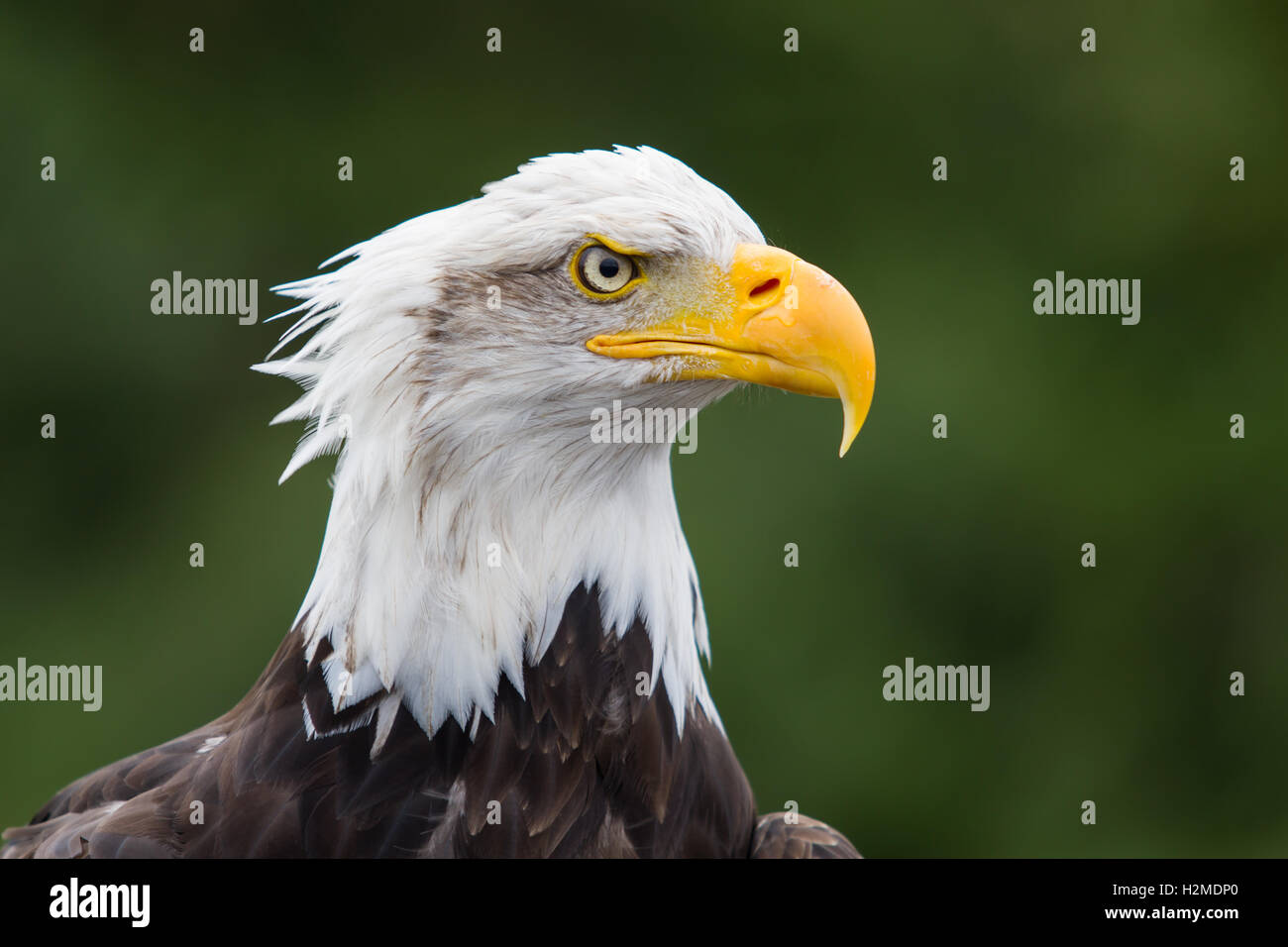 Photo portrait of an alert American Bald eagle Stock Photo - Alamy