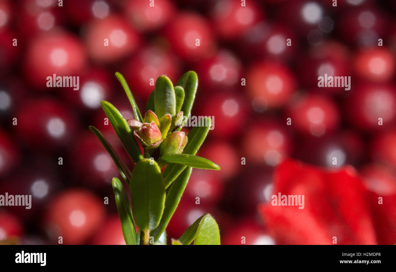 Ocean spray cranberries hi-res stock photography and images - Alamy