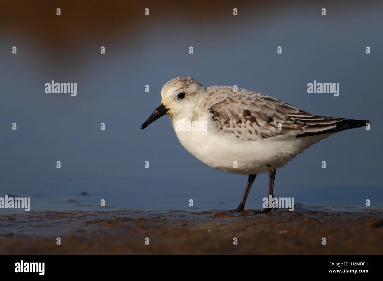 Sanderling winter running hi-res stock photography and images - Alamy
