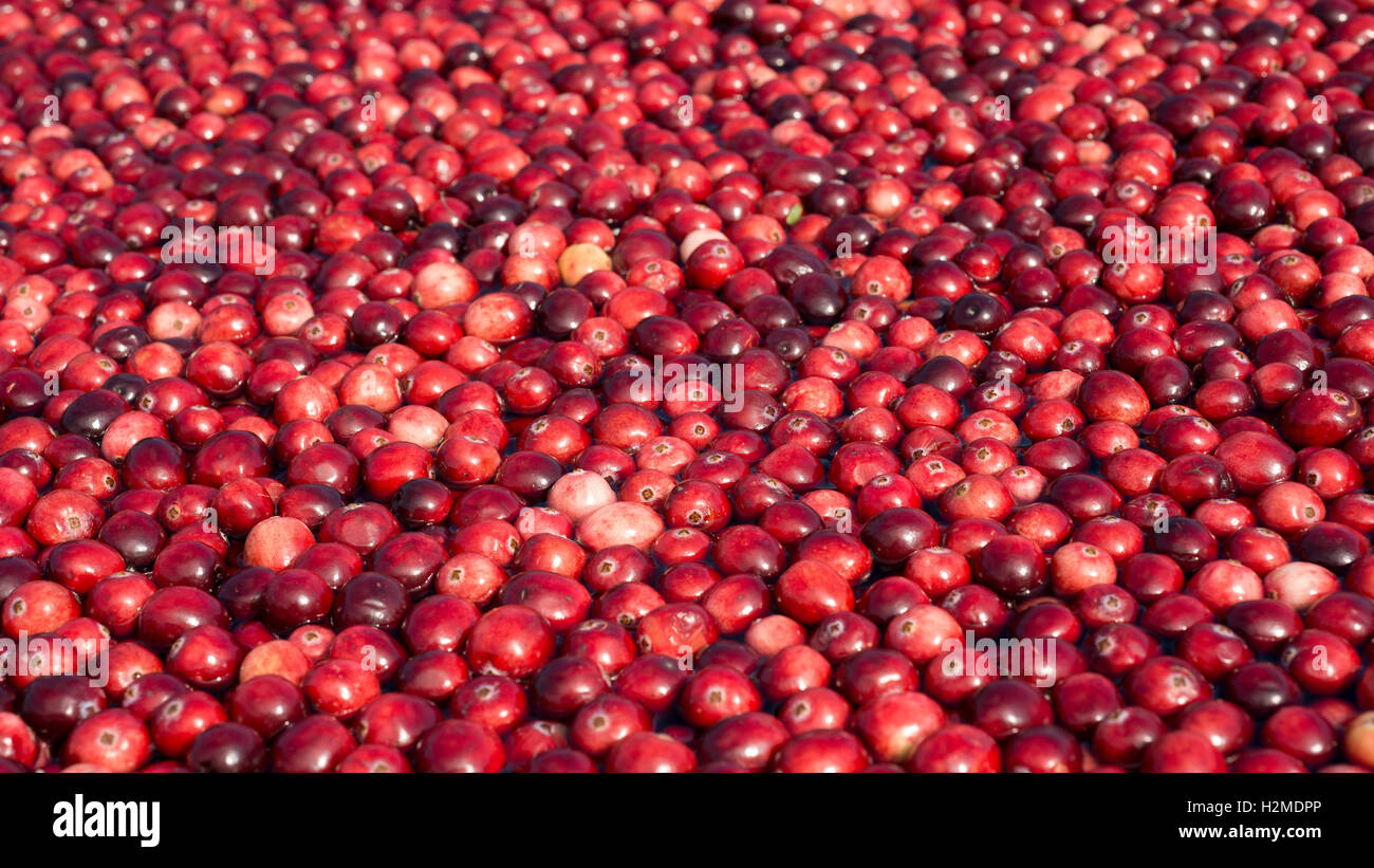 Ocean spray cranberries hi-res stock photography and images - Alamy