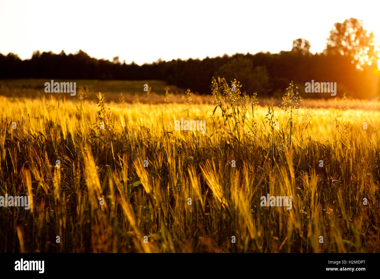 Oat field in Poland Stock Photo - Alamy