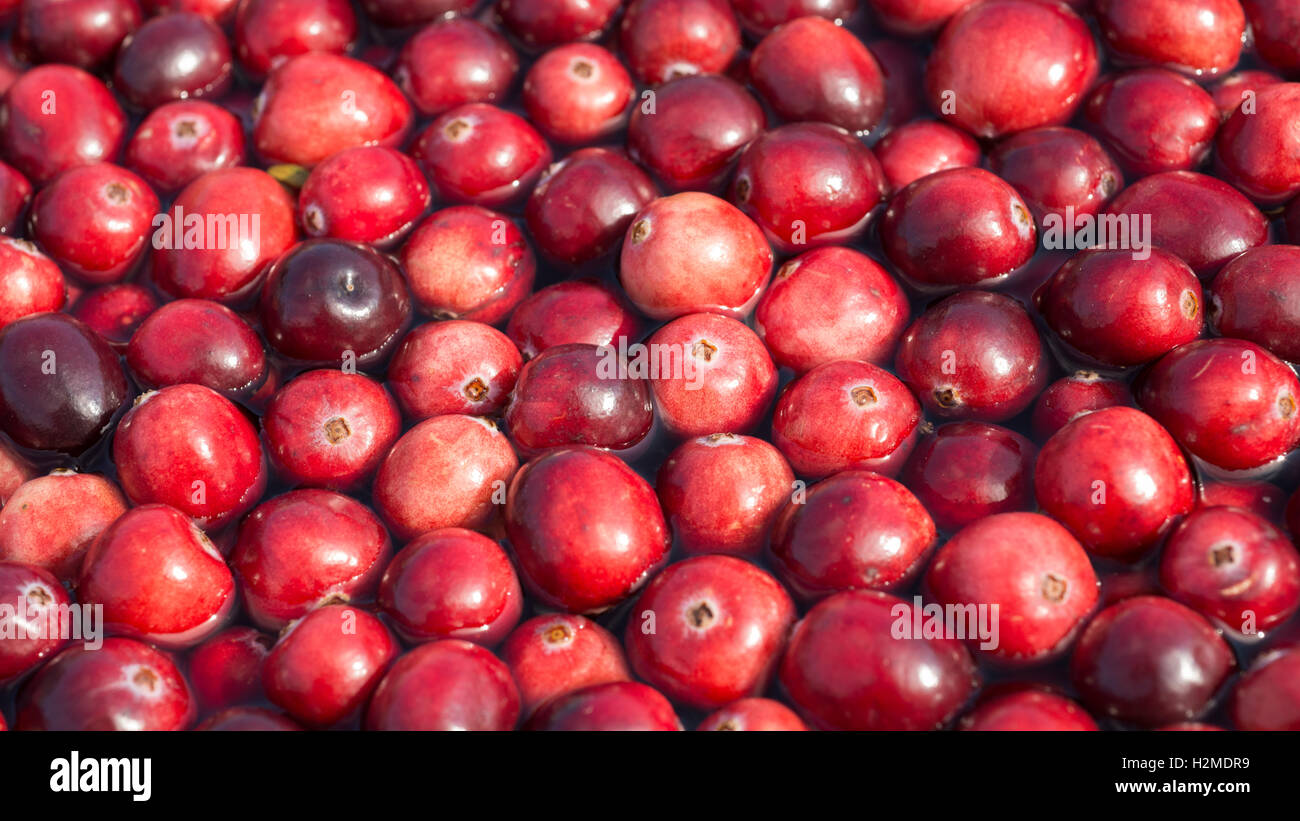 Ocean spray cranberries hi-res stock photography and images - Alamy
