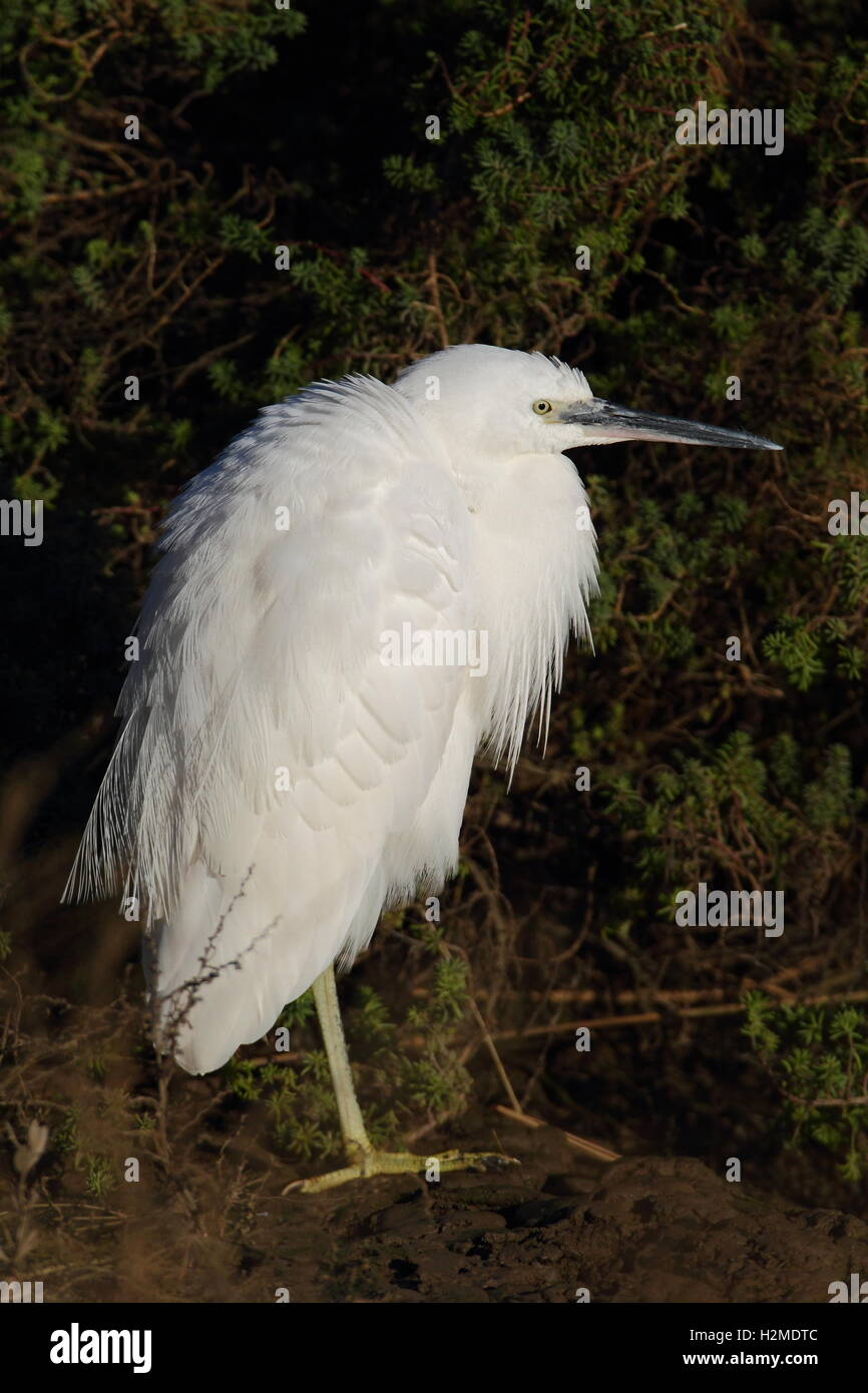 White little egrets uk hi-res stock photography and images - Alamy
