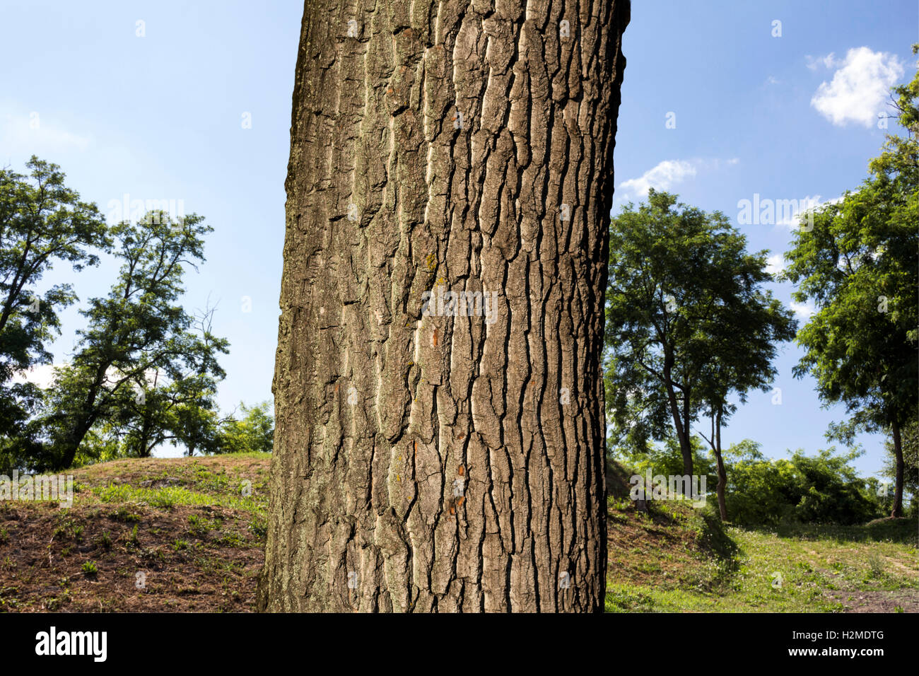 Tree in the woods Stock Photo - Alamy