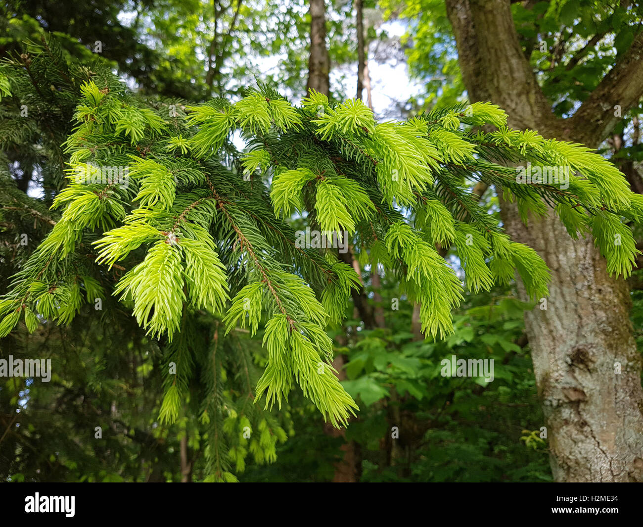 Fichtenast hi-res stock photography and images - Alamy