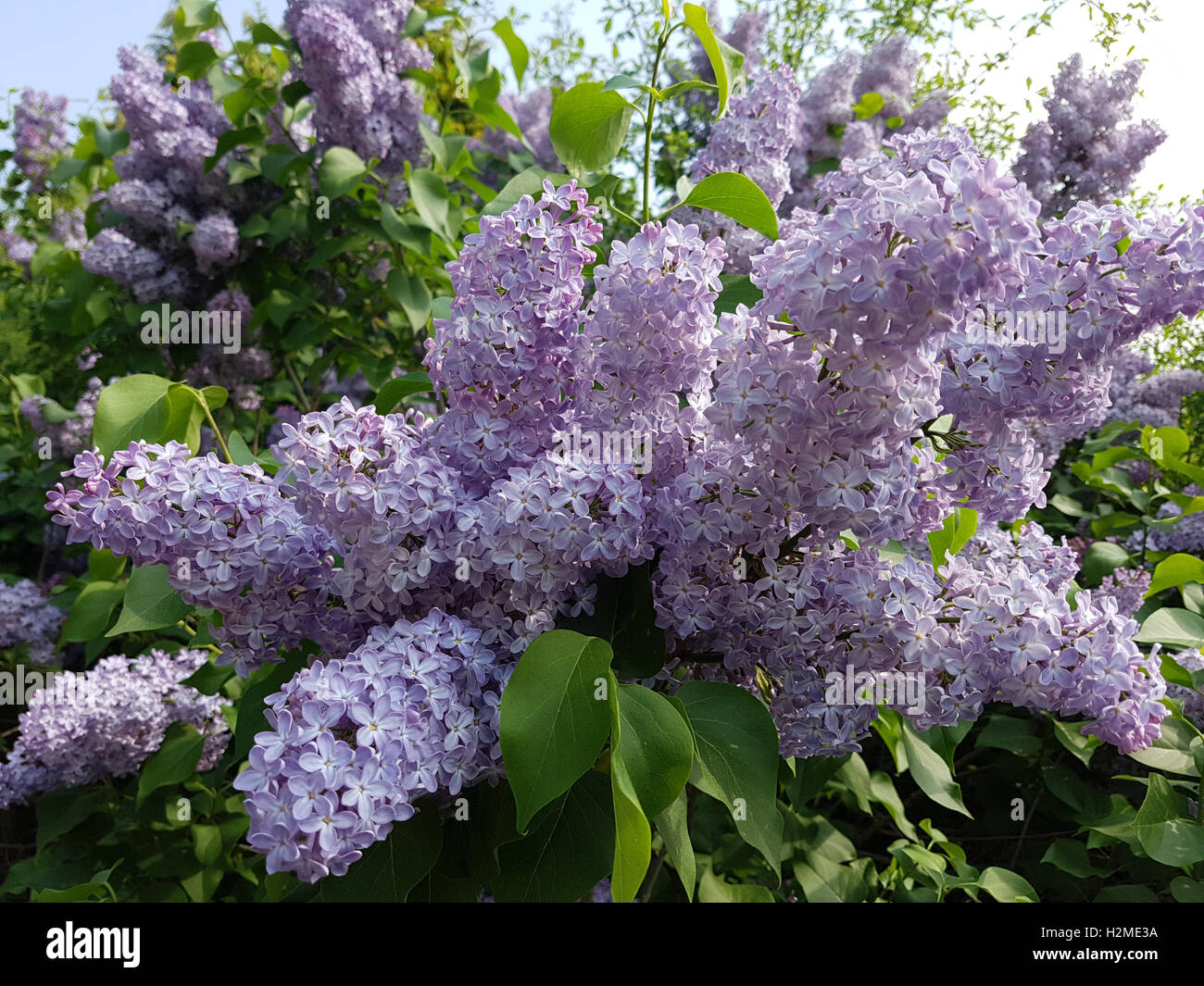 Flieder baum hi-res stock photography and images - Alamy