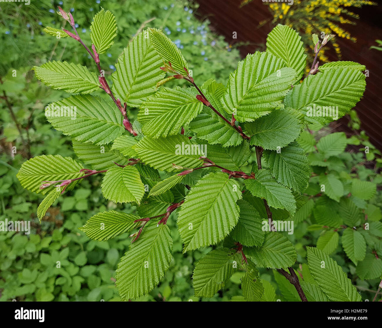 Hainbuchenblaetter, Hainbuche, Carpinus; betulus Stock Photo - Alamy