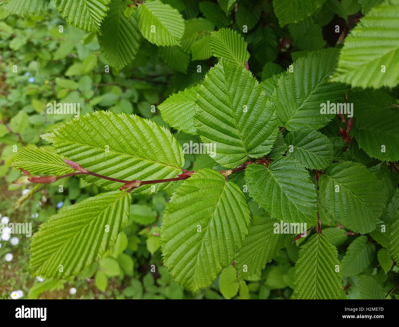 Hainbuche carpinus betulus hi-res stock photography and images - Alamy